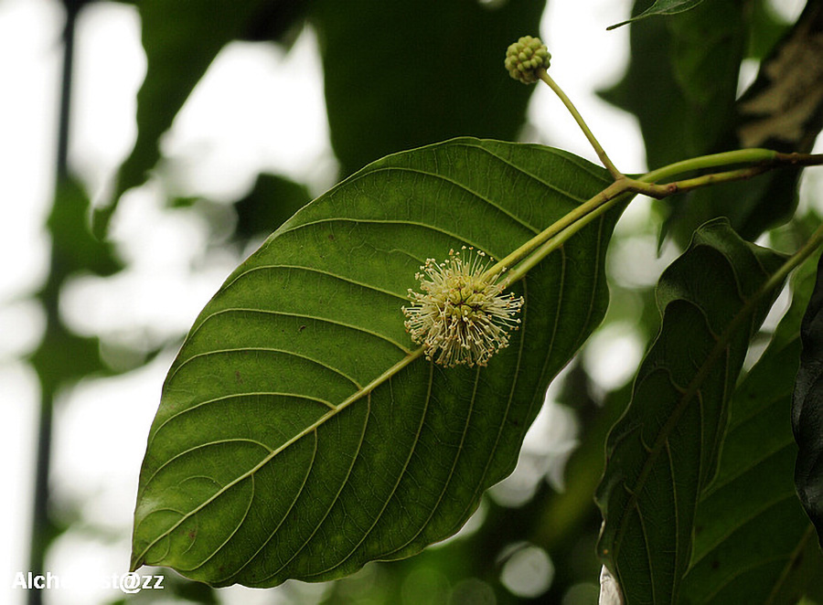 喜树 Camptotheca acuminata | Nature Library