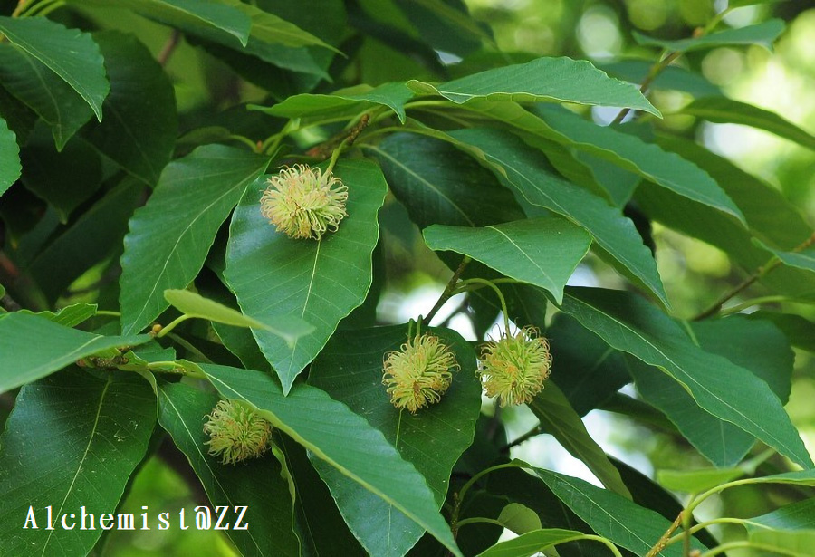 水青冈 Fagus longipetiolata | Nature Library