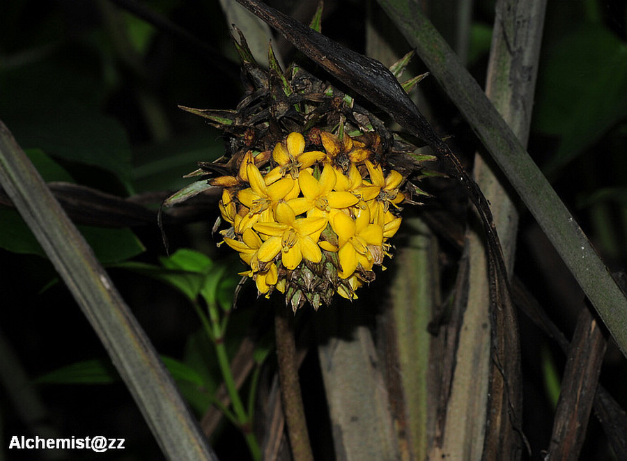大叶仙茅 Molineria capitulata | Nature Library