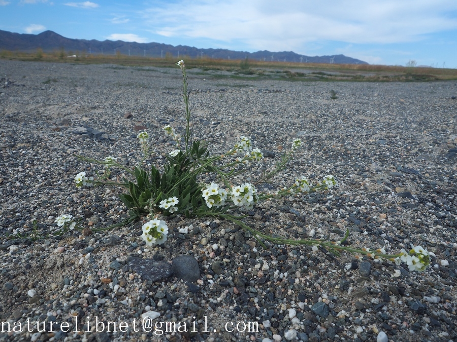 蚓果芥 Braya humilis | Nature Library