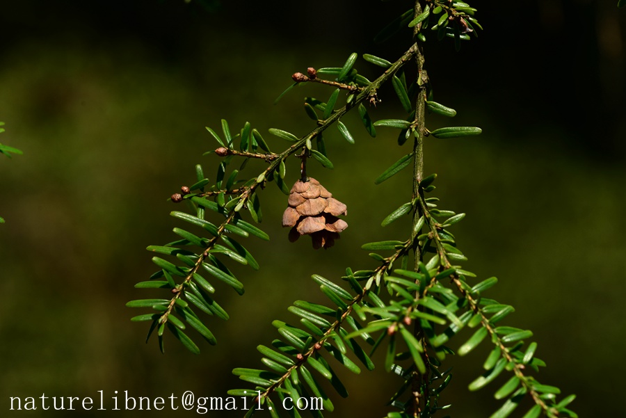 铁杉 Tsuga chinensis | Nature Library