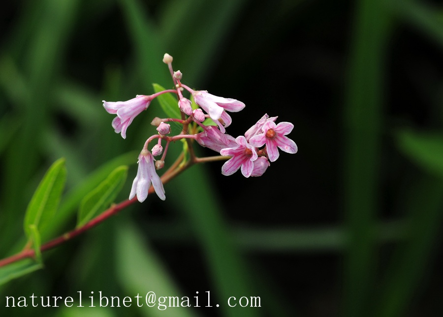 罗布麻 Apocynum venetum | Nature Library