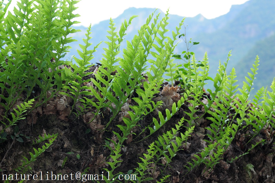 槲蕨 Drynaria roosii | Nature Library