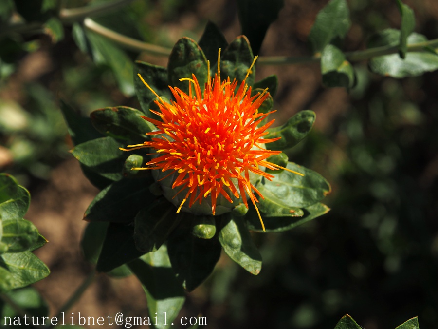 红花 Carthamus tinctorius | Nature Library