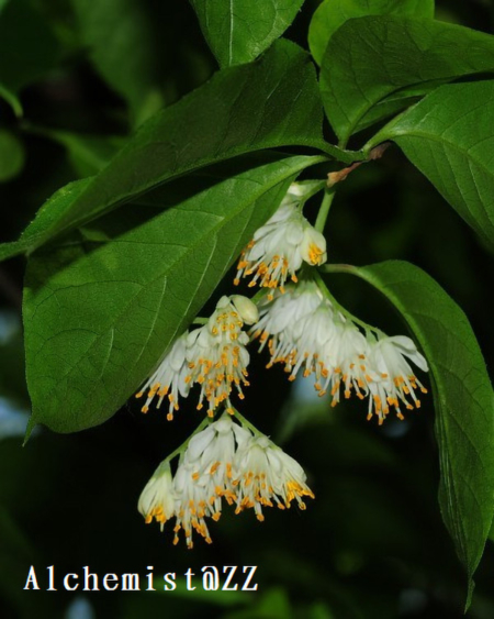 小叶白辛树 Pterostyrax corymbosus | Nature Library