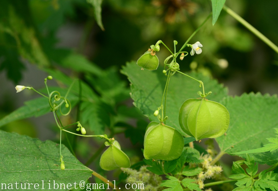 倒地铃 Cardiospermum halicacabum | Nature Library