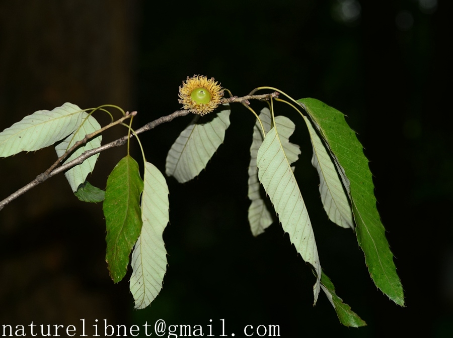 栓皮栎 Quercus variabilis | Nature Library