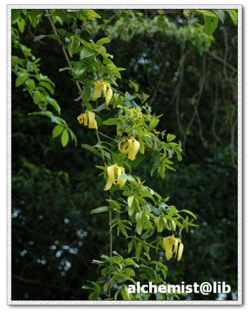 假鹰爪 Desmos chinensis | Nature Library