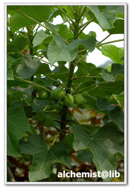 麻风树 Jatropha curcas | Nature Library
