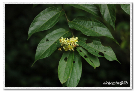 破布叶 Microcos paniculata | Nature Library