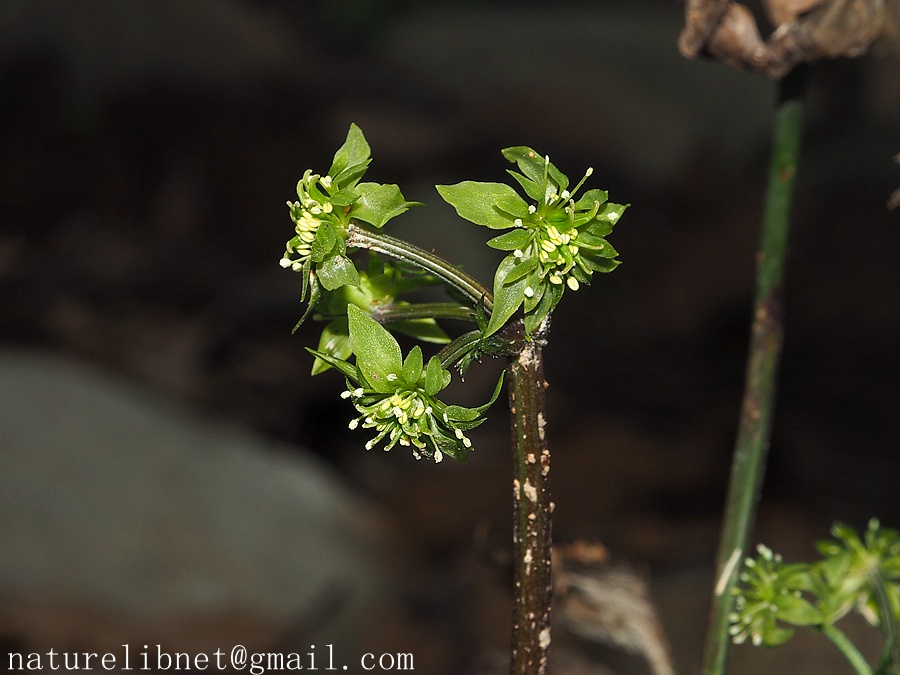 短萼黄连 Coptis chinensis var. brevisepala | Nature Library
