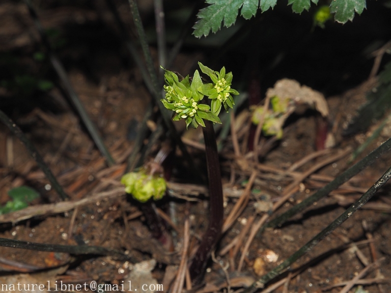 短萼黄连 Coptis chinensis var. brevisepala | Nature Library