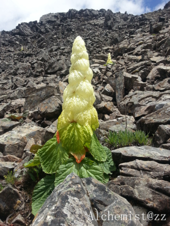 塔黄 Rheum nobile | Nature Library