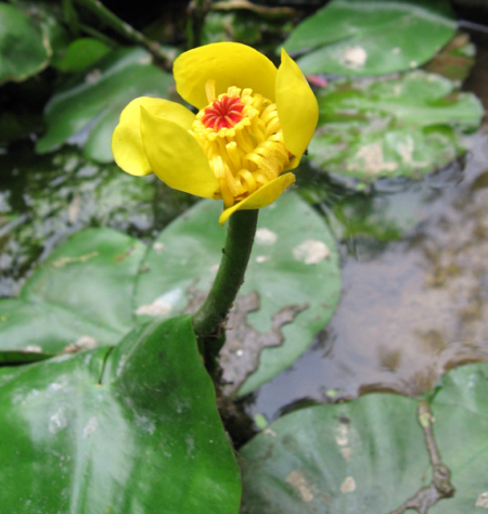 萍蓬草 Nuphar pumila | Nature Library