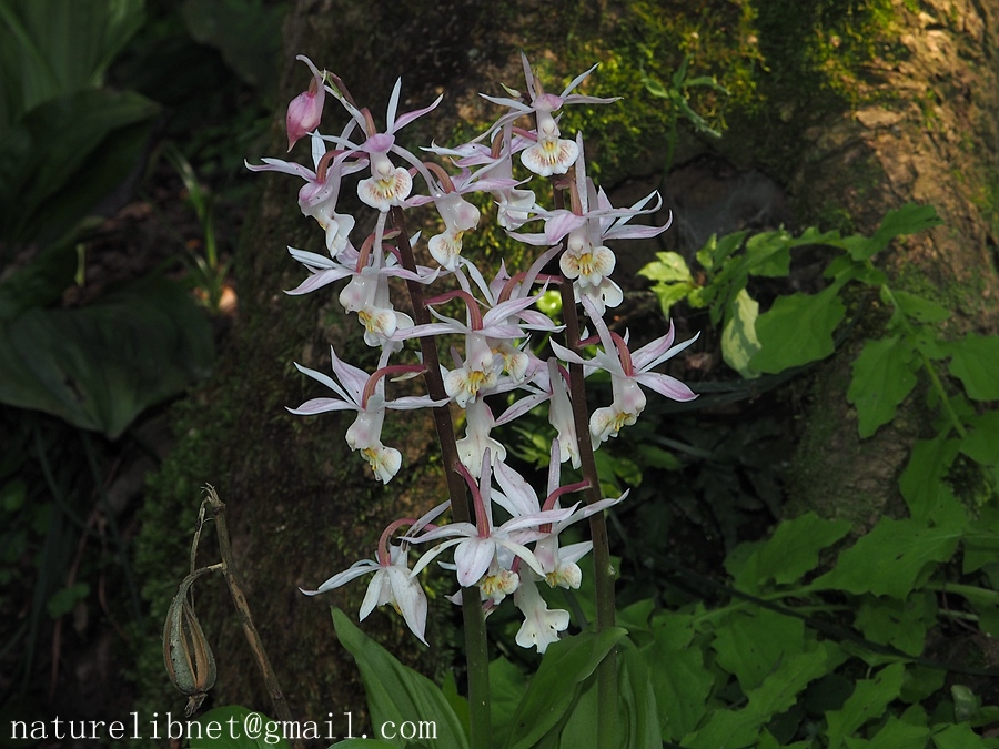 翘距虾脊兰 Calanthe aristulifera | Nature Library