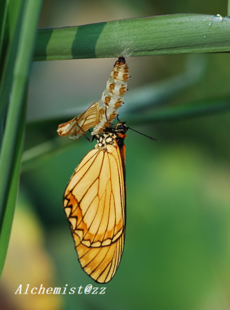 苎麻珍蝶 Acraea issoria | Nature Library
