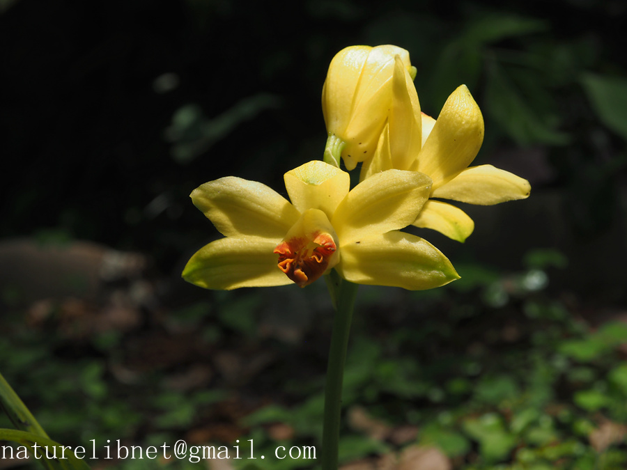 黄花鹤顶兰 Phaius flavus | Nature Library
