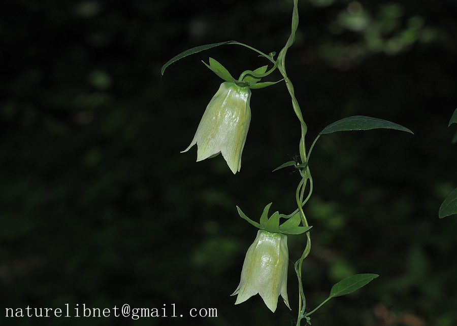 党参 Codonopsis pilosula | Nature Library