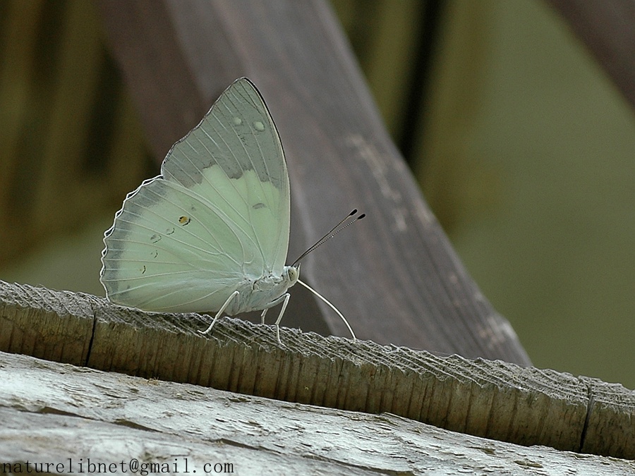 傲白蛱蝶 Helcyra superba | Nature Library