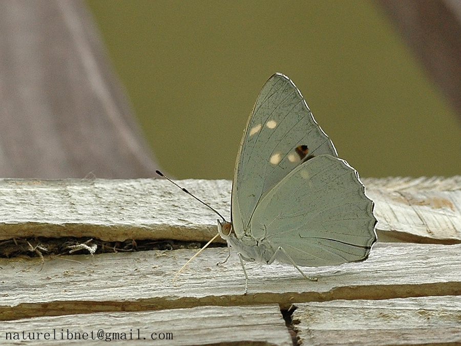 银白蛱蝶Helcyra subalba | Nature Library