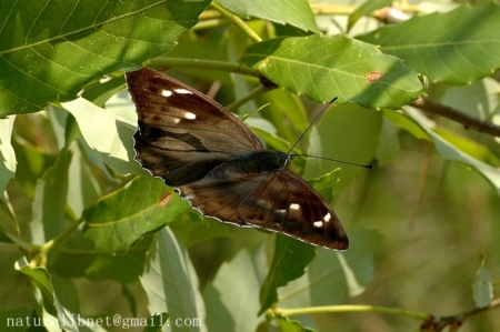 银白蛱蝶Helcyra subalba | Nature Library