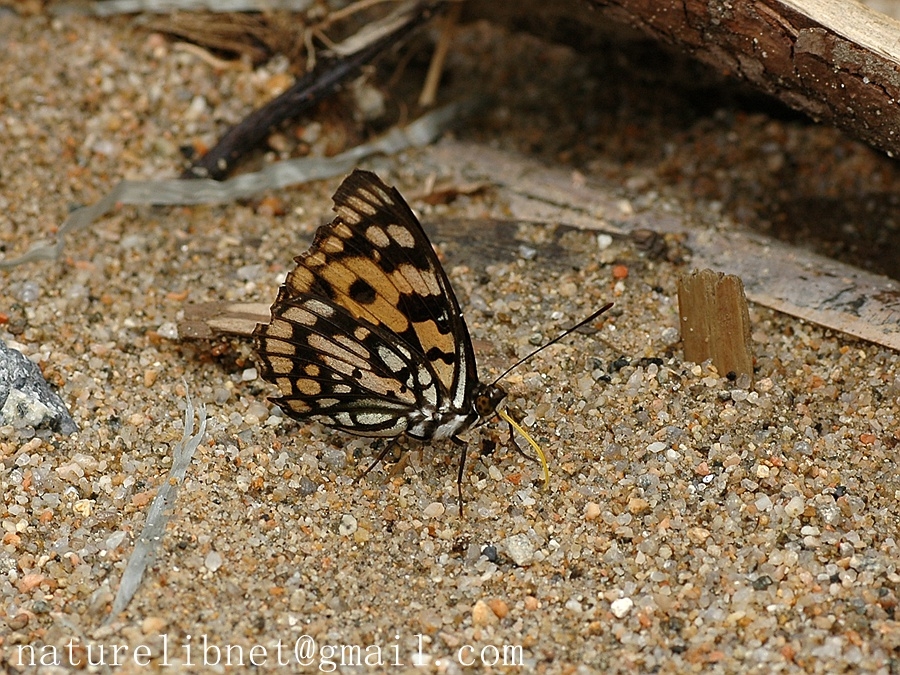 黄帅蛱蝶Sephisa princeps | Nature Library
