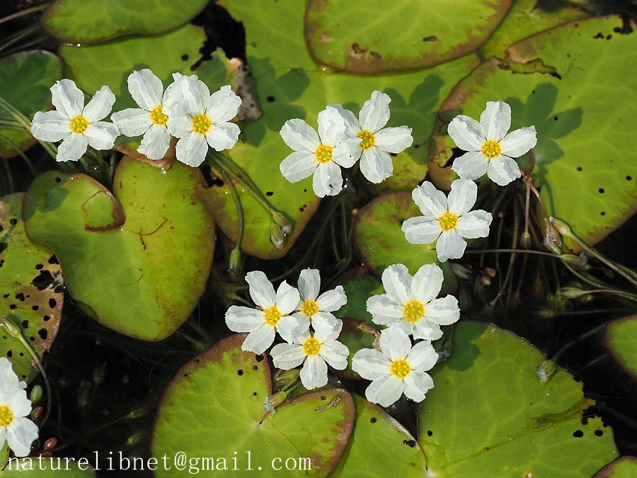 水皮莲 Nymphoides cristata | Nature Library