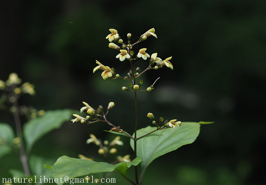 豆腐柴Premna microphylla | Nature Library