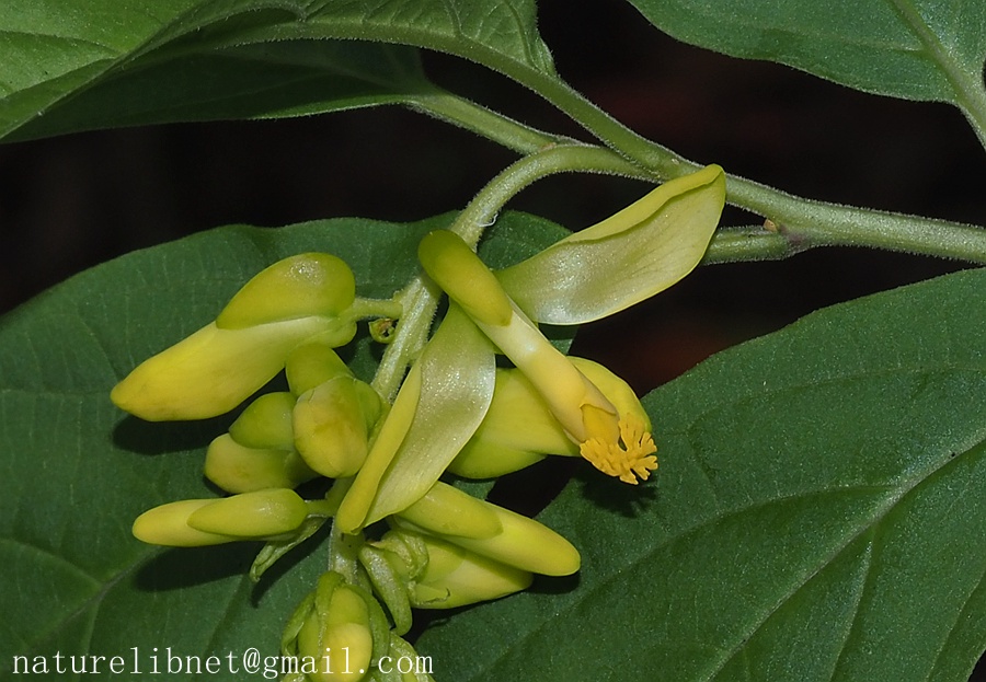 黄花倒水莲Polygala fallax | Nature Library