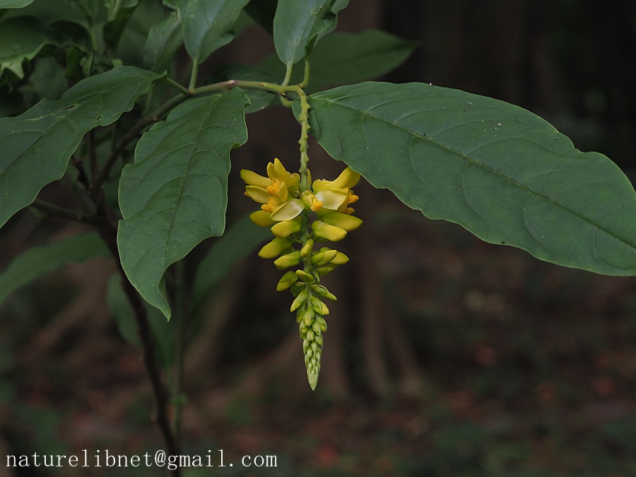 黄花倒水莲Polygala fallax | Nature Library