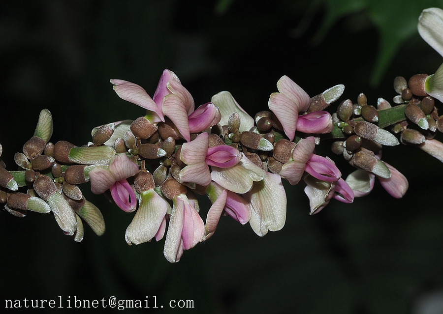 干花豆Fordia cauliflora | Nature Library