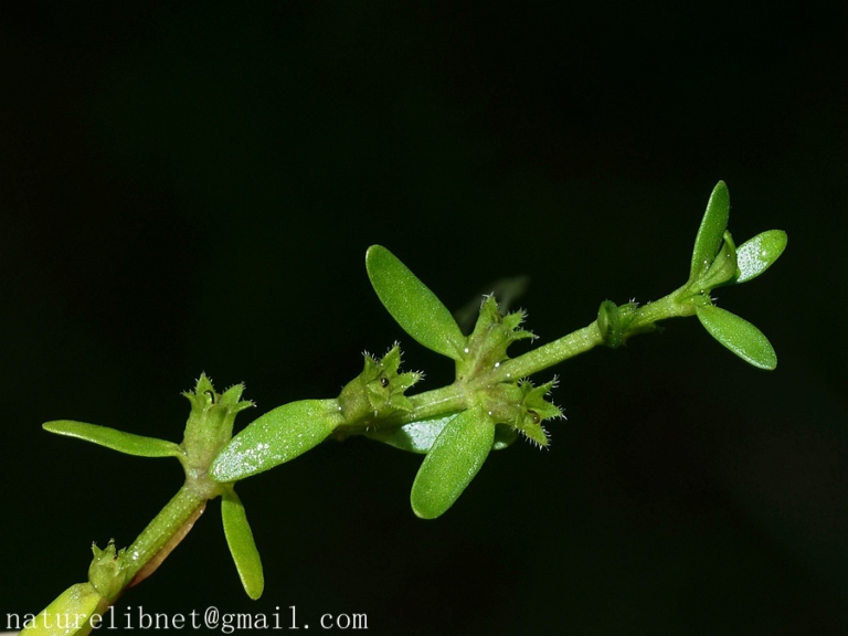 小果草Microcarpaea minima | Nature Library