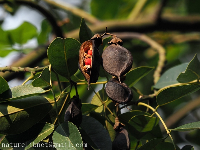 红豆树Ormosia hosiei | Nature Library
