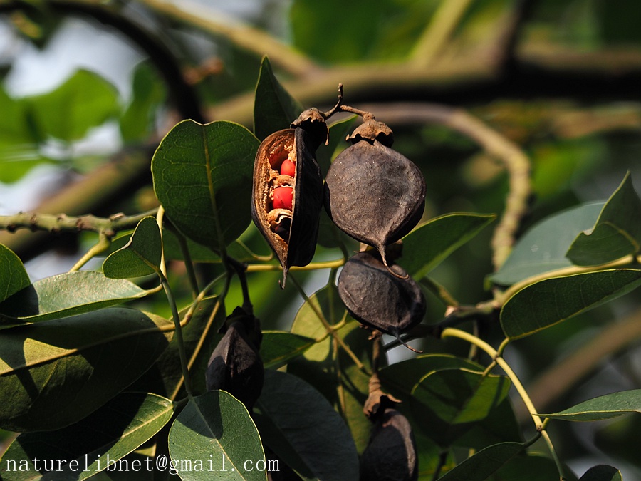 红豆树Ormosia hosiei | Nature Library
