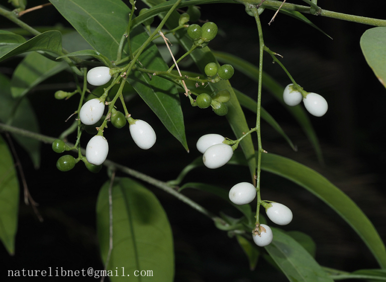 夜香树Cestrum nocturnum | Nature Library