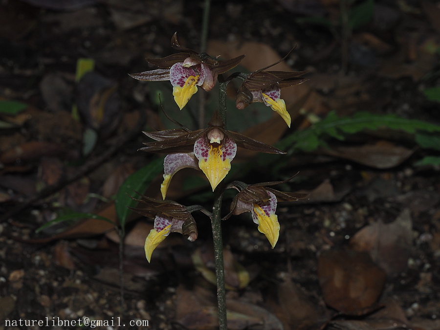 Nature Library | A Librarian's Nature Journal