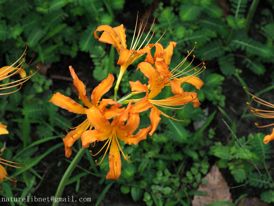 秦岭石蒜Lycoris tsinlingensis | Nature Library