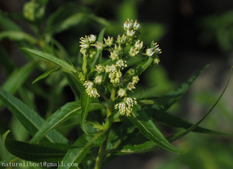 扯根菜Penthorum chinense | Nature Library