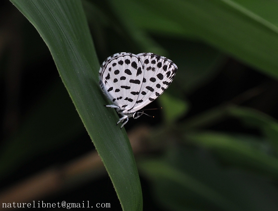 蚜灰蝶Taraka hamada | Nature Library