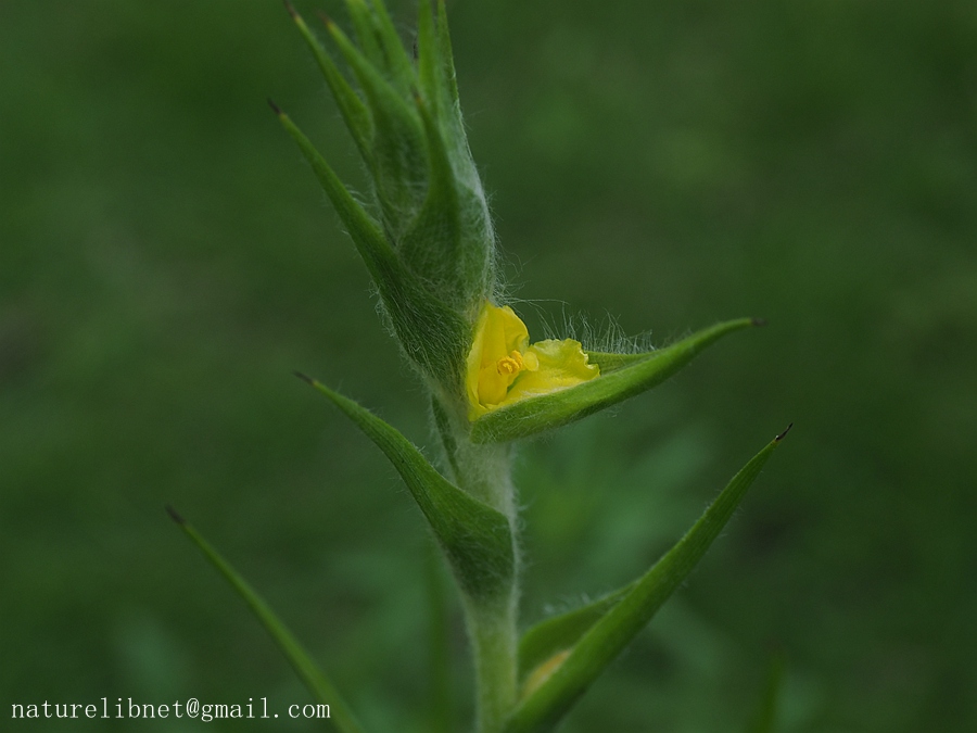 田葱Philydrum lanuginosum | Nature Library