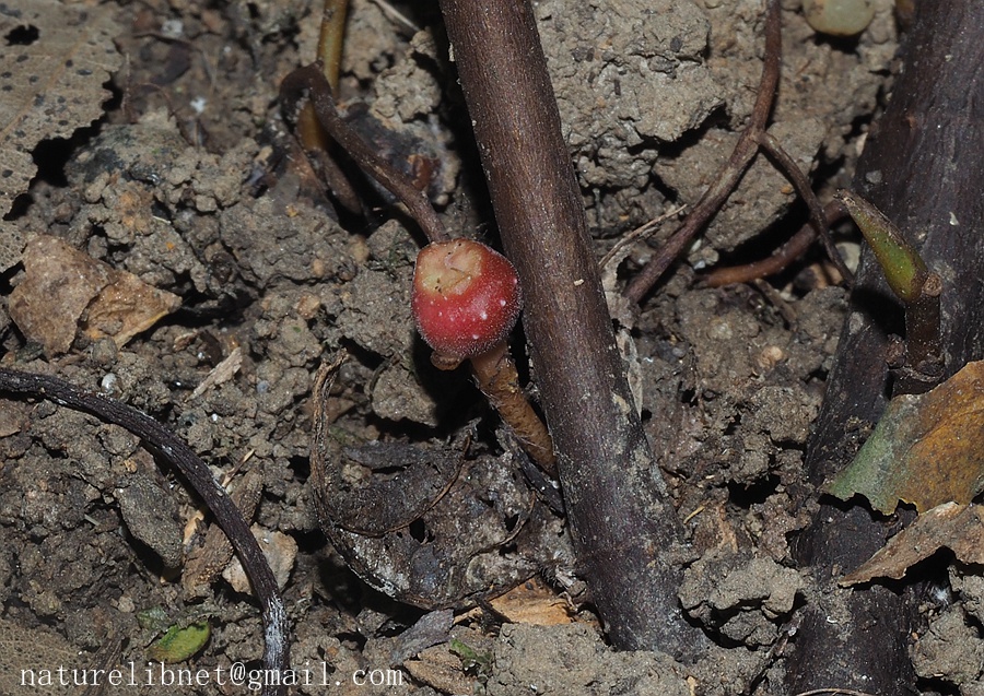 地果Ficus tikoua | Nature Library